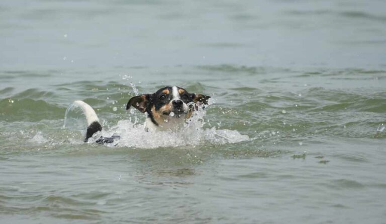 Fishermen Shockingly Save 38 Drowning Dogs | Truth and Liberty